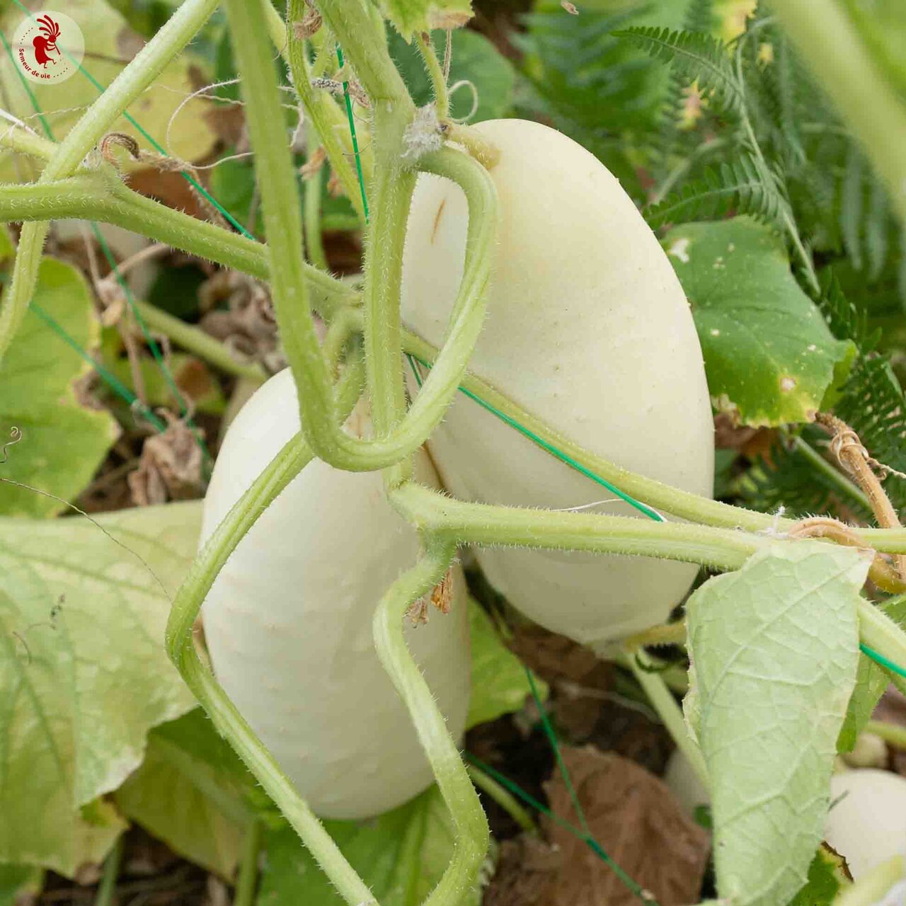 Heirloom Half-Long White Cucumbers Organic Seeds