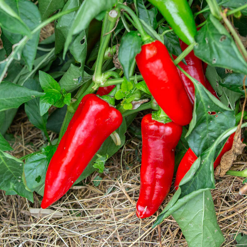 Heirloom Stocky Red Roaster Peppers Organic Seeds