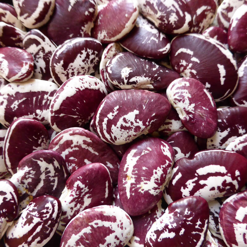Heirloom Red Calico Lima beans Organic Seeds