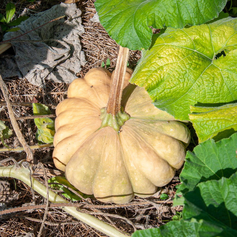 Heirloom Yuxijiangbinggua Moschata squash Organic Seeds