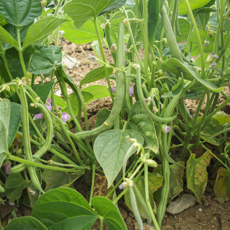 Heirloom Codair Common beans Organic Seeds