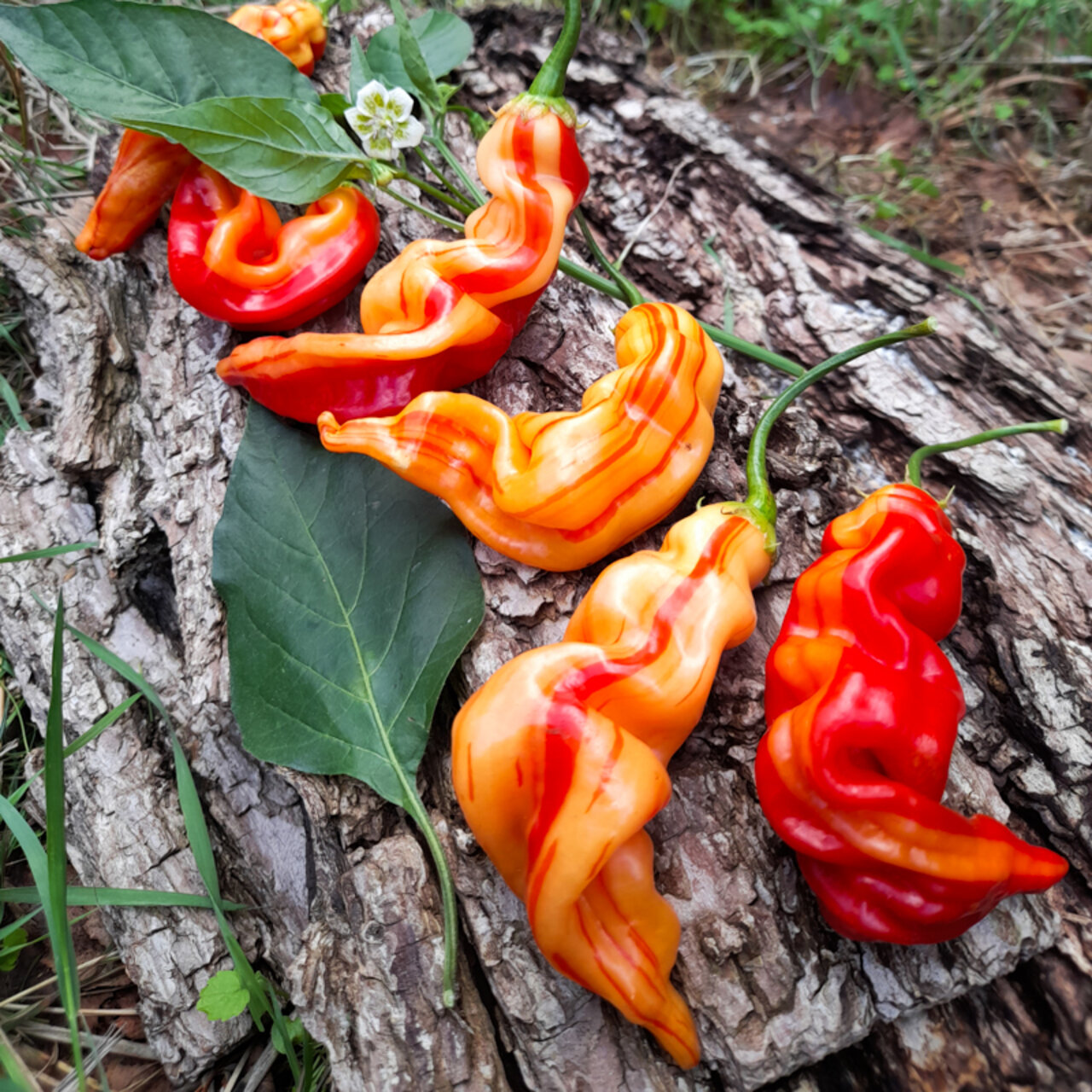 Heirloom Sugar Rush Stripey Peppers Organic Seeds