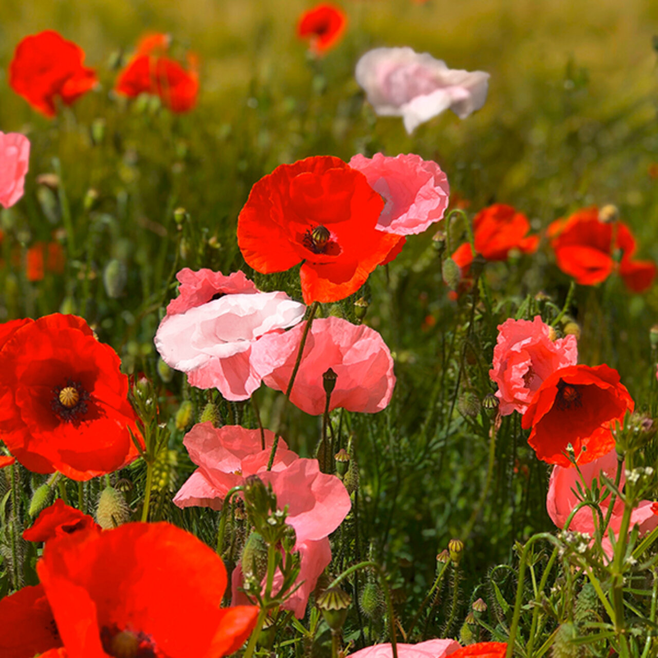 Poppies - Mixed Colours