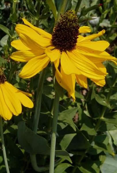 Heirloom Rudbeckia maxima Rudbeckia Organic Seeds