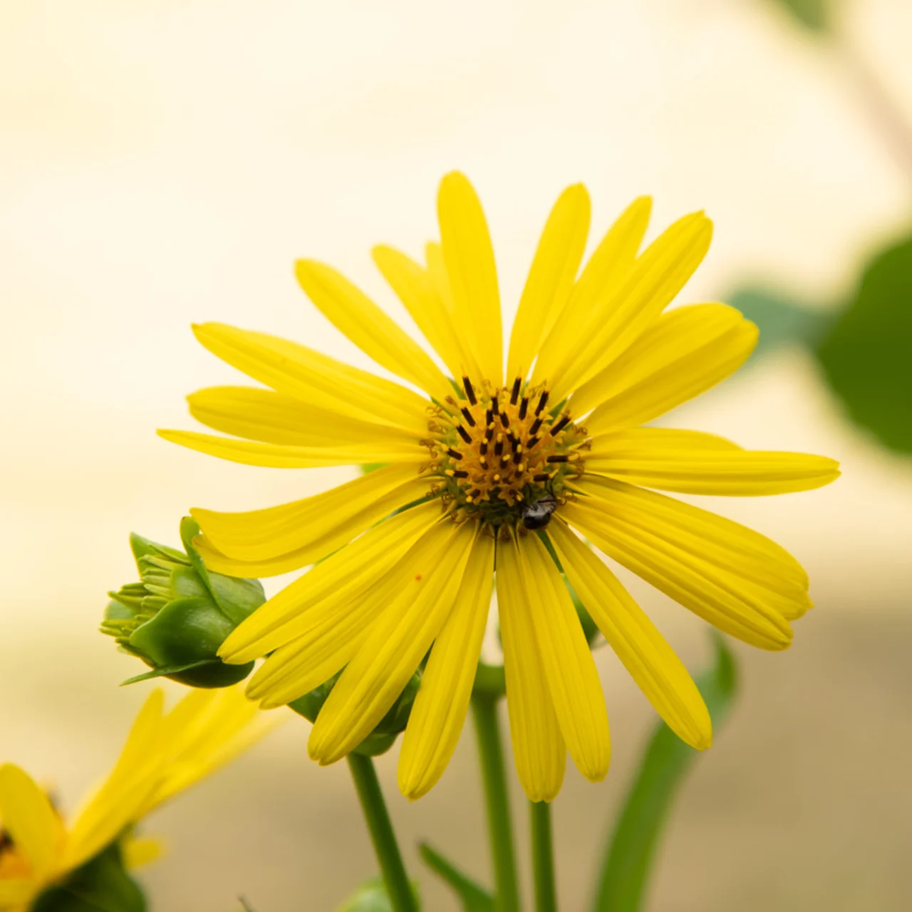 Heirloom Silphium perfoliatum Silphium Organic Seeds