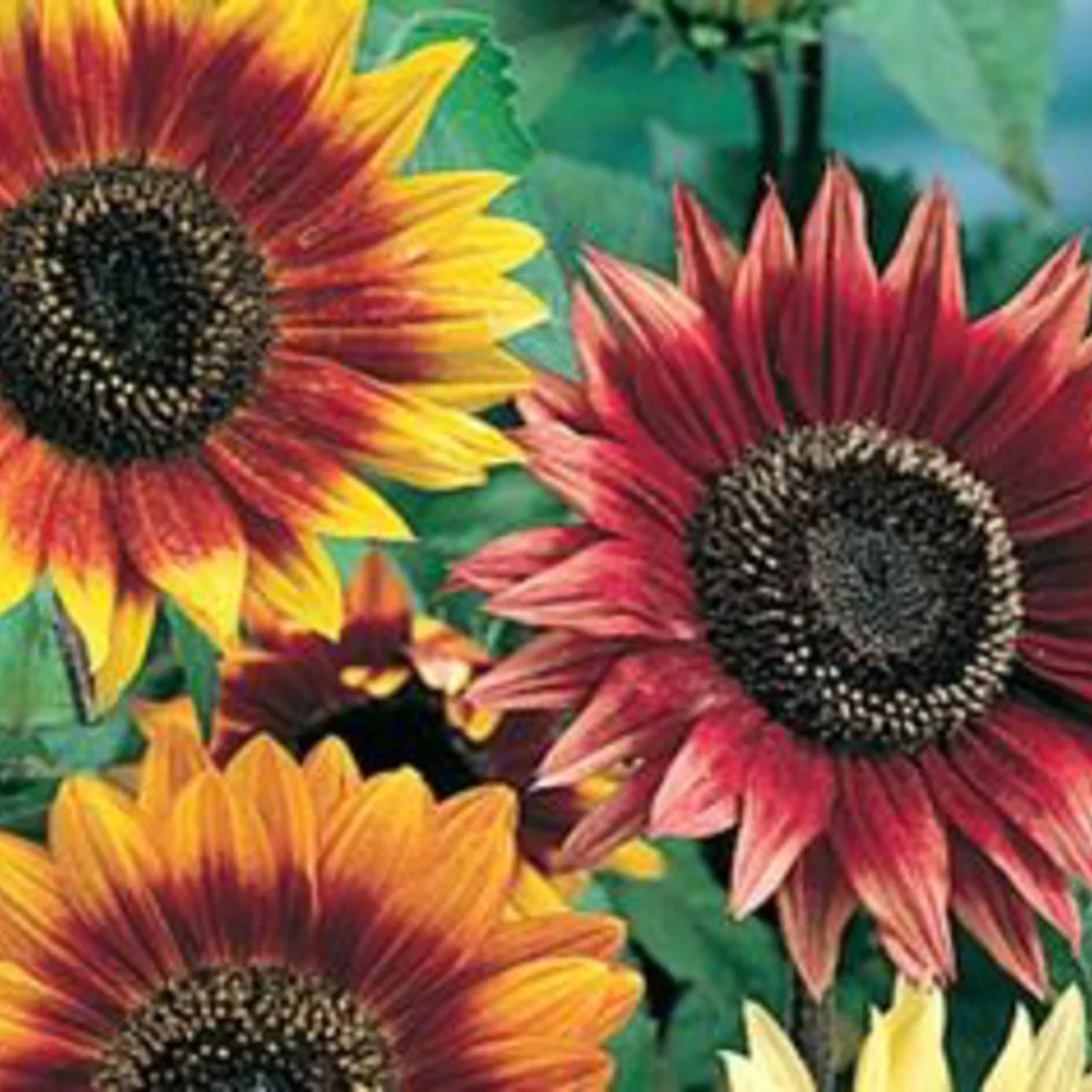 Heirloom Evening Colors Sunflowers Organic Seeds