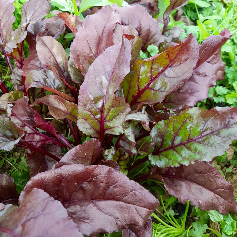 Heirloom Mac Gregor Favorite Beets Organic Seeds