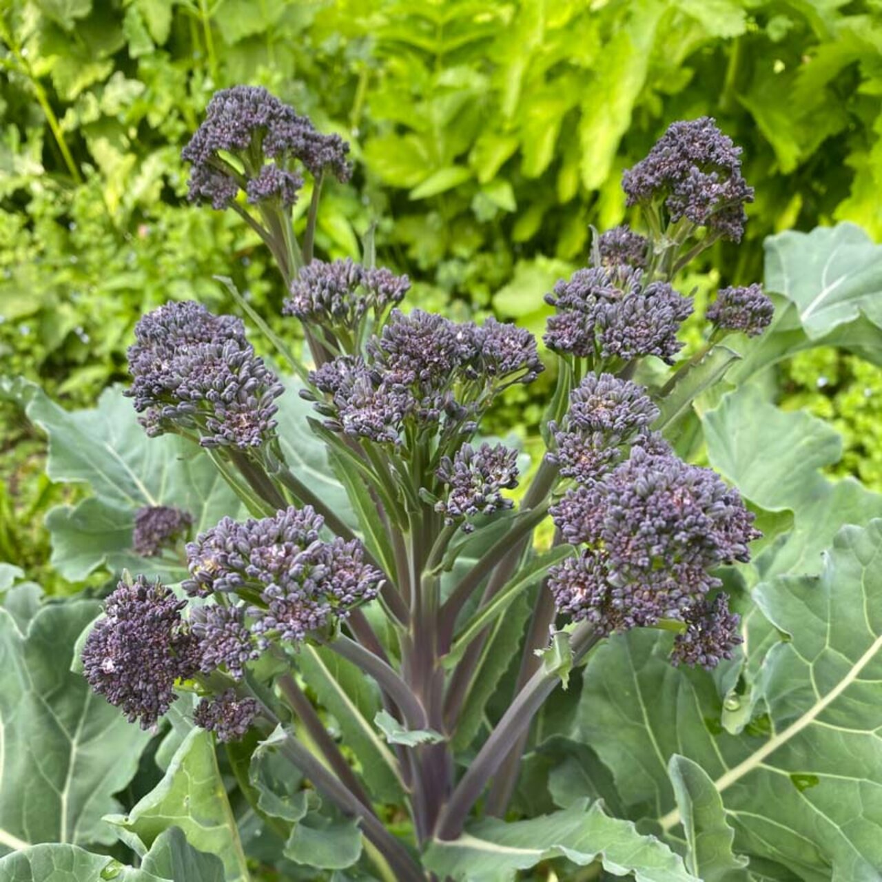 Heirloom Purple Sprouts Broccoli Organic Seeds