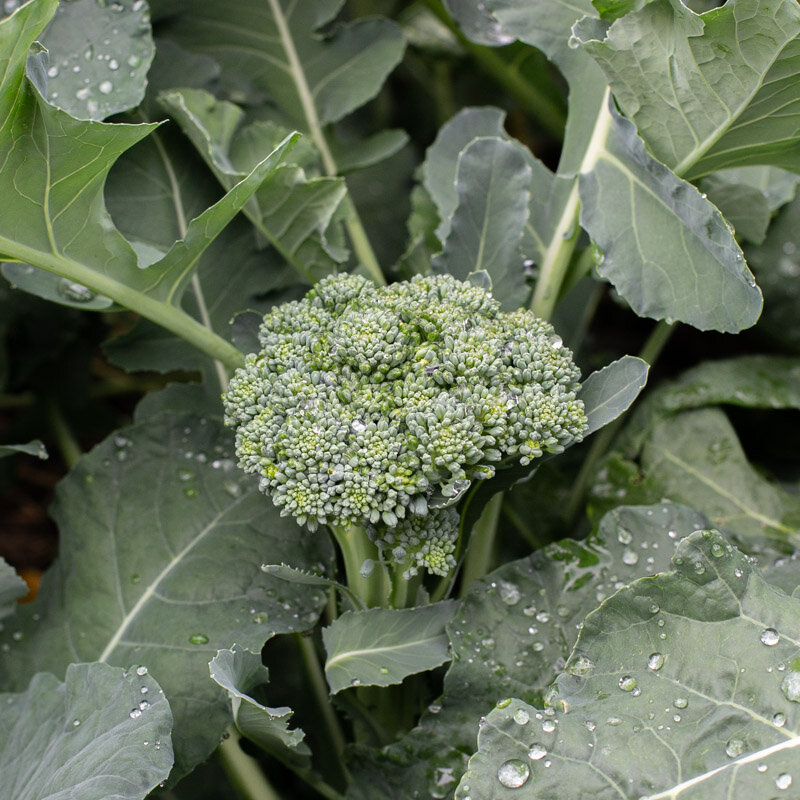 Heirloom De Cicco Broccoli Organic Seeds
