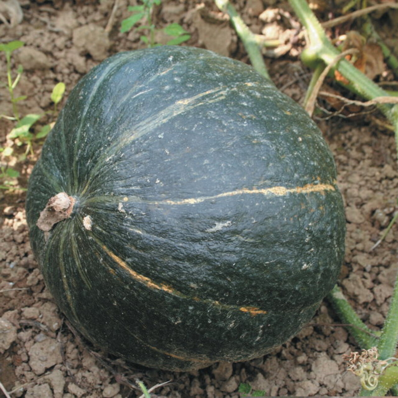 Maxima squash - Kabocha