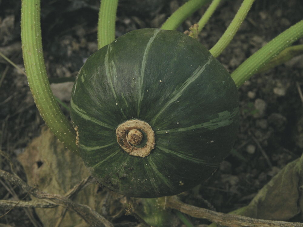 Heirloom Buttercup Bush Maxima squash Organic Seeds