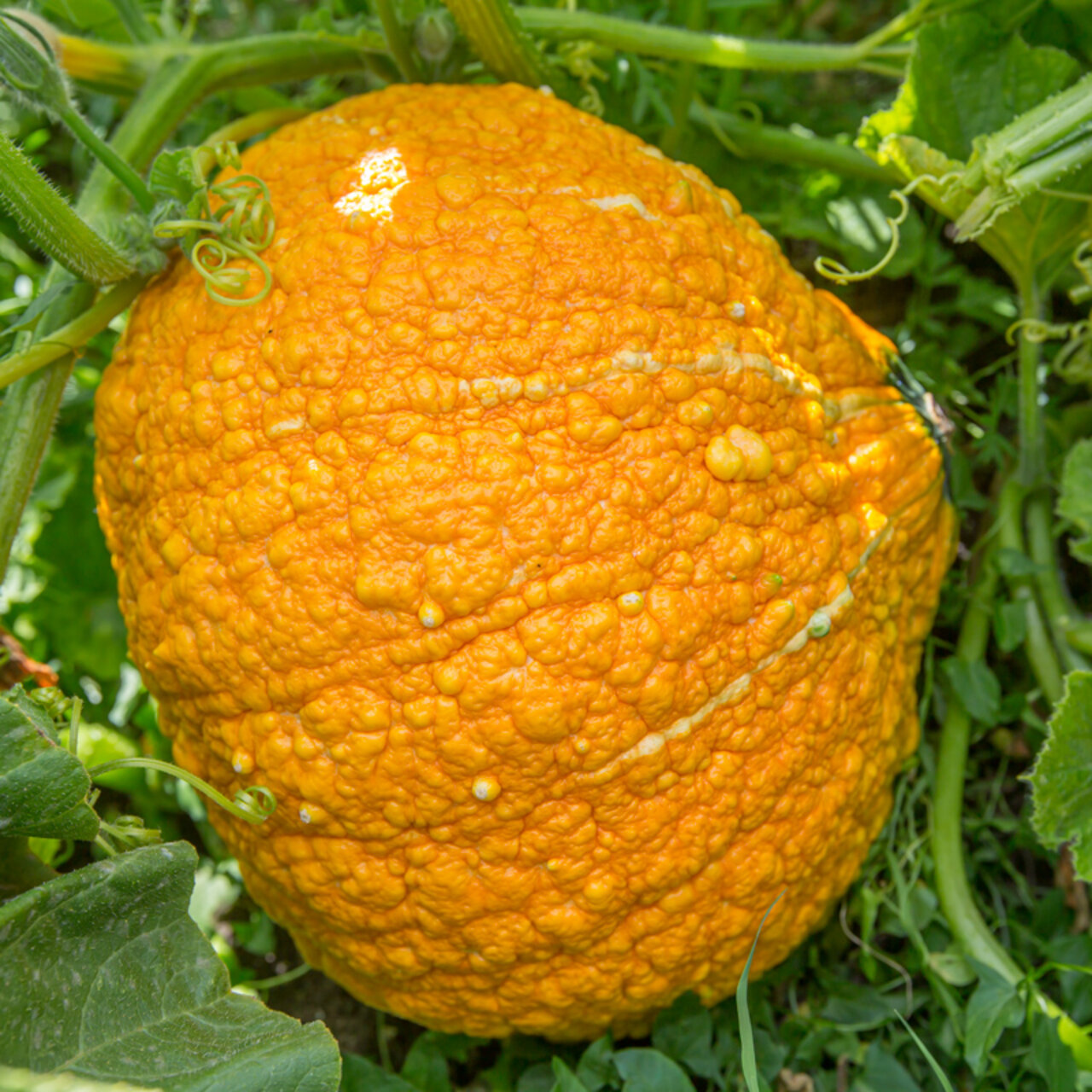 Heirloom Red Warty Thing Maxima squash Organic Seeds