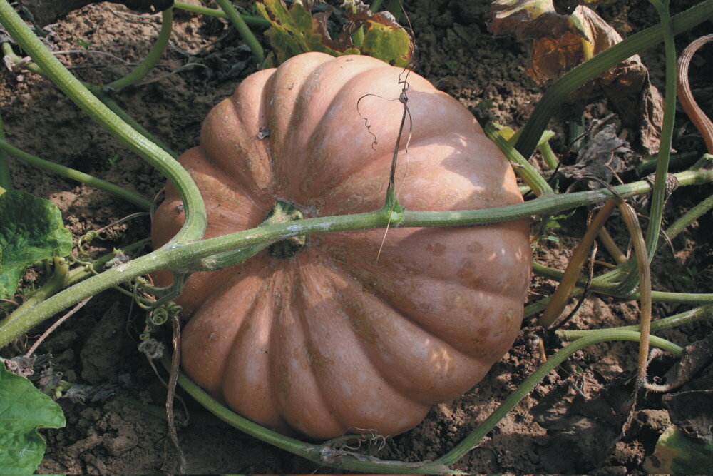 Heirloom Milk Pumpkin Moschata squash Organic Seeds