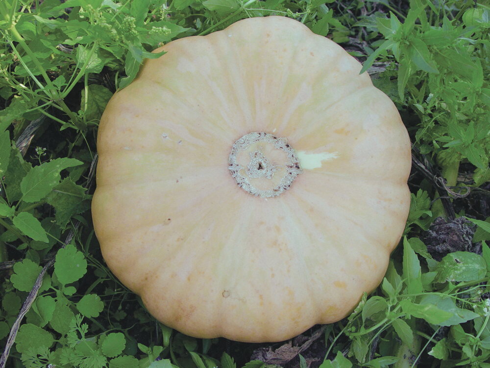 Heirloom Tan Cheese Moschata squash Organic Seeds