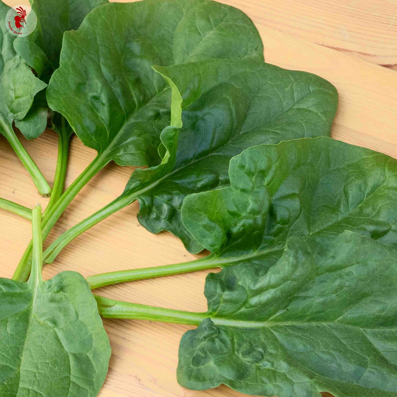 Heirloom Matador / Viking Spinach Organic Seeds