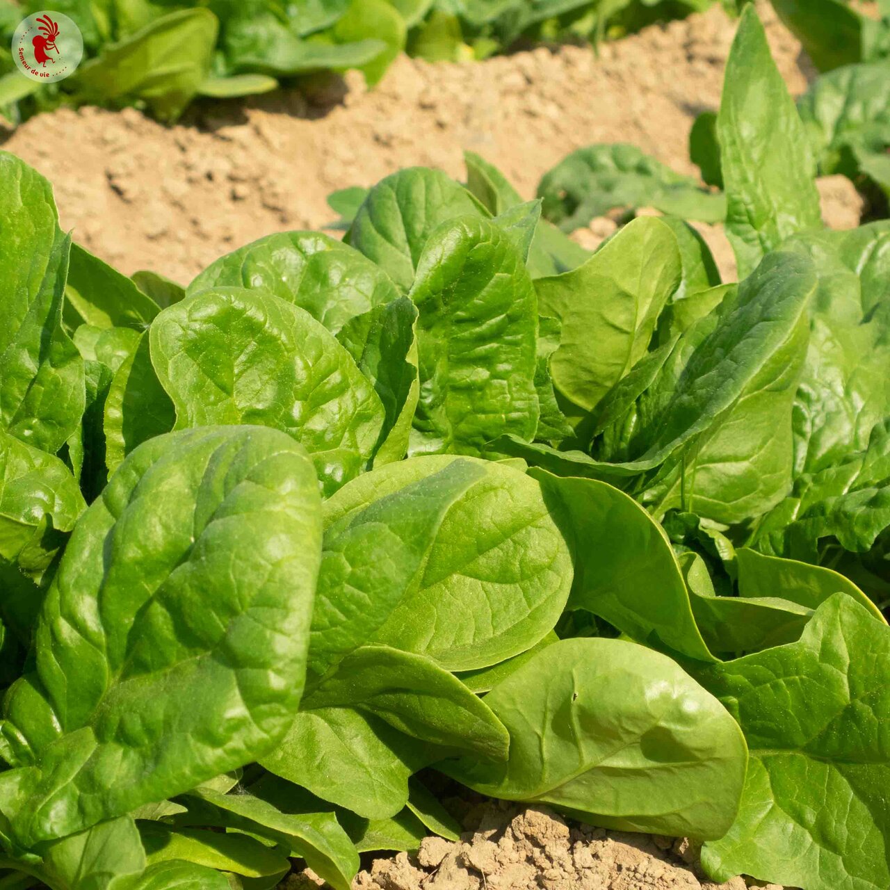 Heirloom Matador / Viking Spinach Organic Seeds
