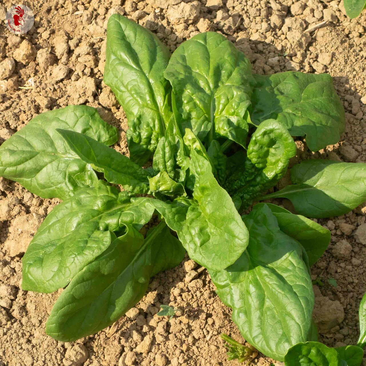 Heirloom Matador / Viking Spinach Organic Seeds