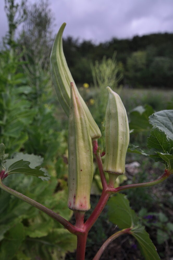 Heirloom Blondy White Okra Organic Seeds