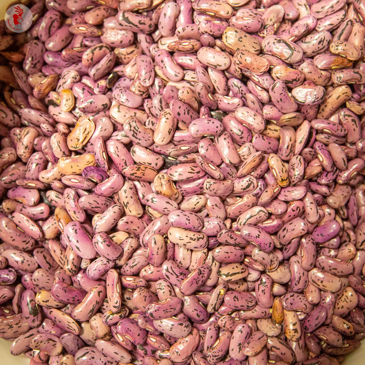 Heirloom Enorma Runner beans Organic Seeds