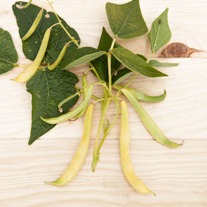 Heirloom Gold Lumen Common beans Organic Seeds