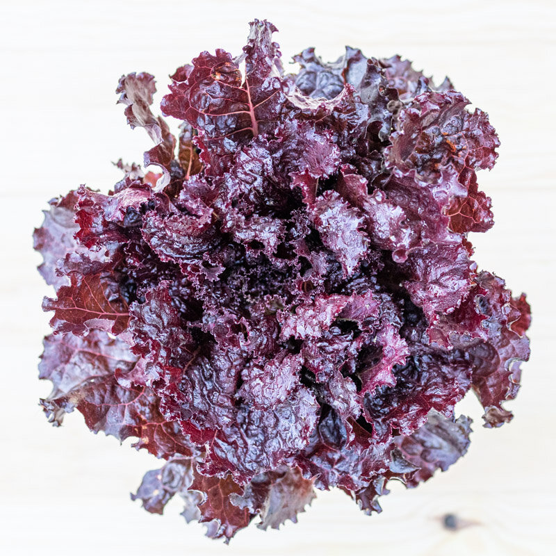 Heirloom Merlot Lettuces Organic Seeds