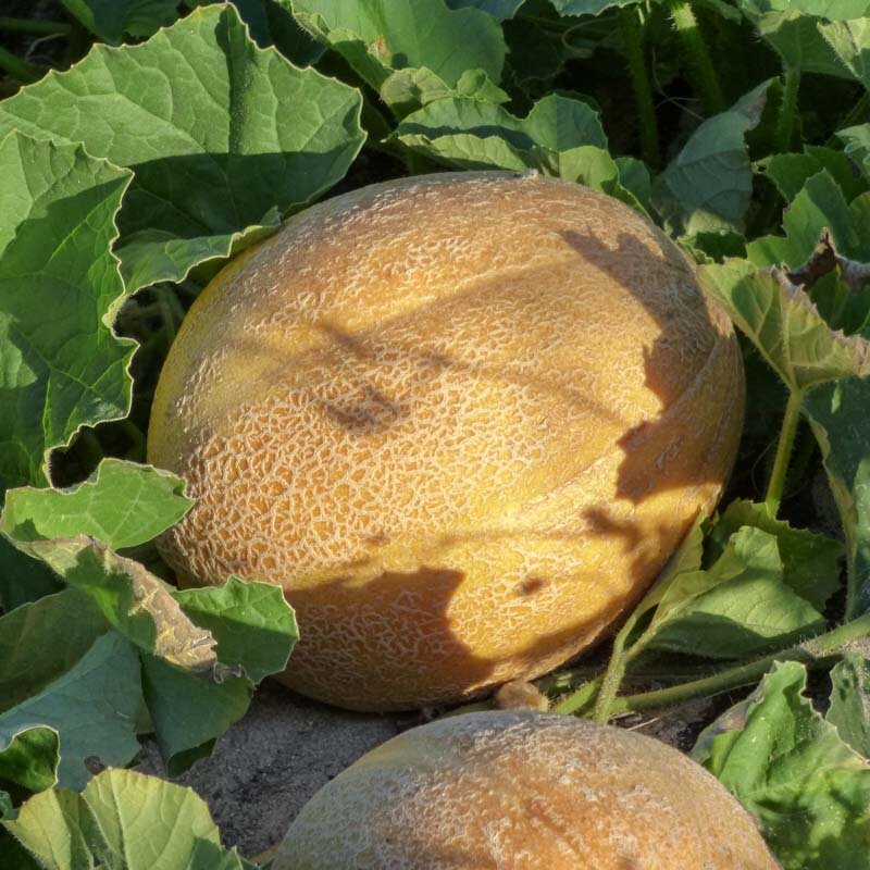 Heirloom Sweet Granite Melons Organic Seeds