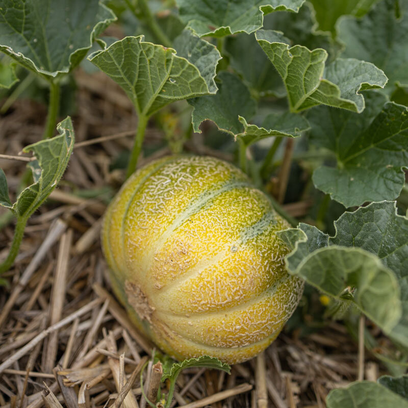 Heirloom Climbing Green Melons Organic Seeds