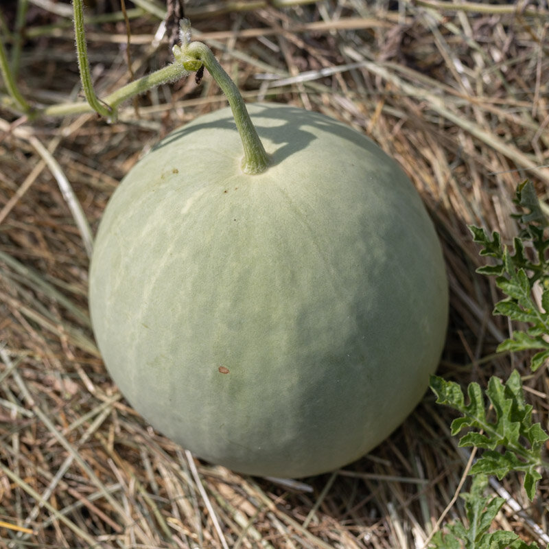 Heirloom Desert King Watermelons Organic Seeds