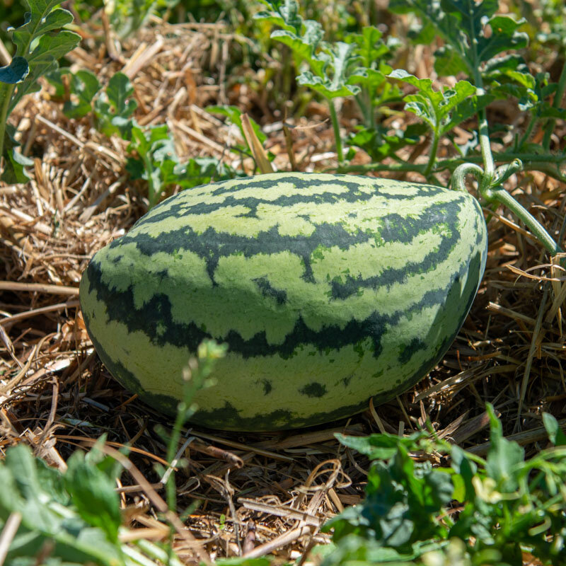 Heirloom Orange Glow Watermelons Organic Seeds