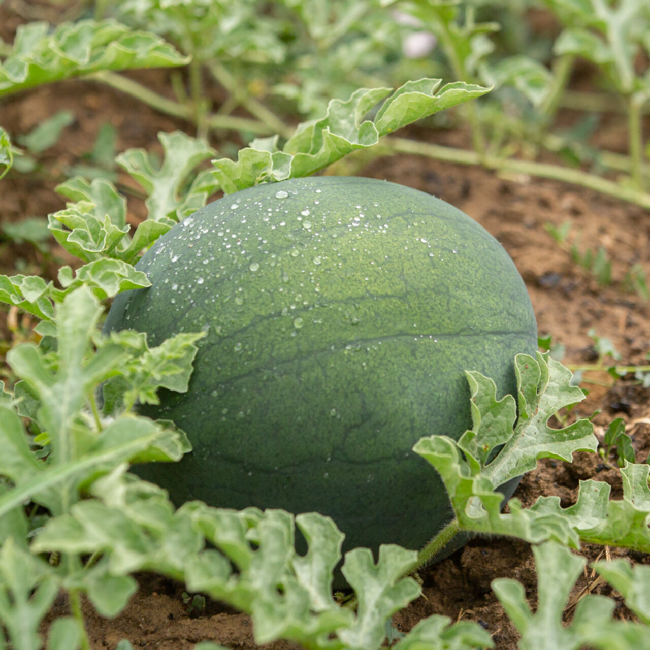 Heirloom Small Shining Light Watermelons Organic Seeds
