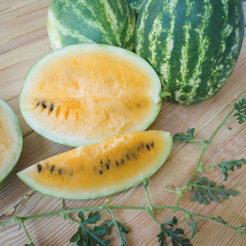 Heirloom Mountain Sweet Yellow Watermelons Organic Seeds