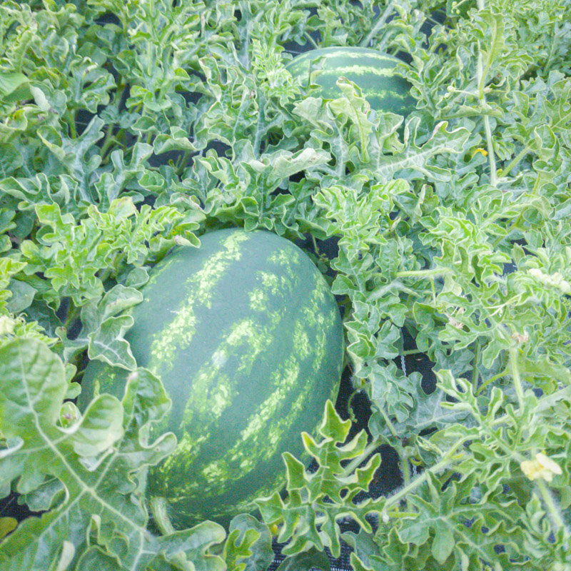 Heirloom Mountain Sweet Yellow Watermelons Organic Seeds