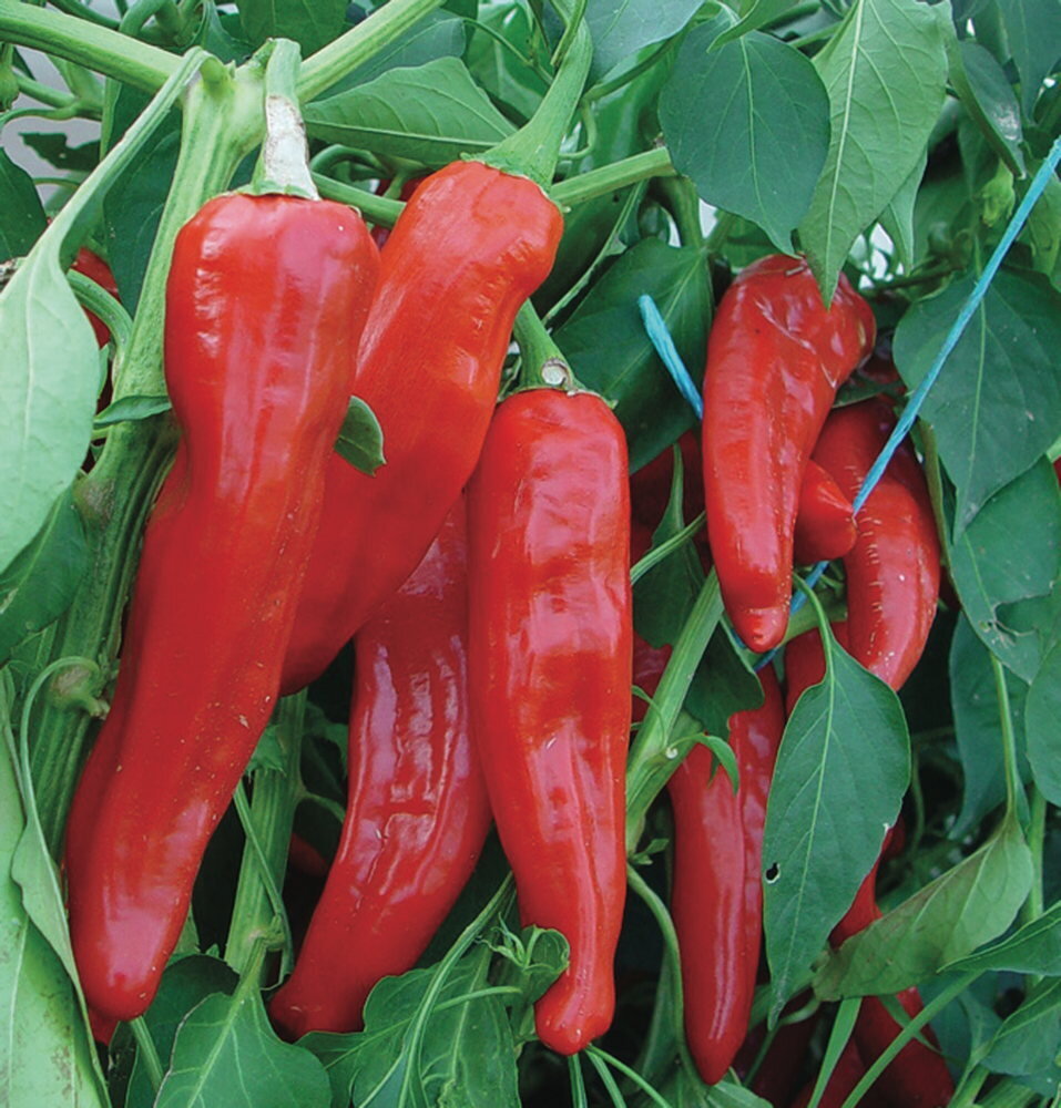 Heirloom Italian Red Marconi Peppers Organic Seeds