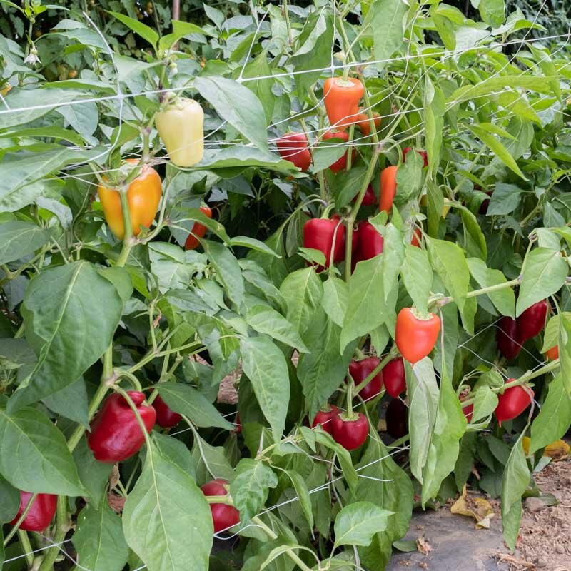 Heirloom Antohi Romanian Peppers Organic Seeds