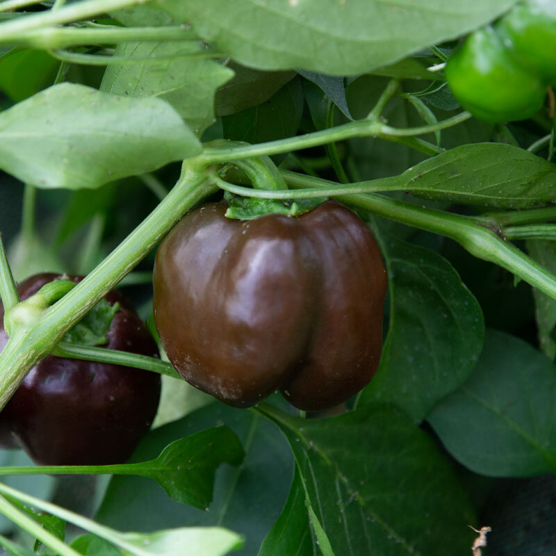 Heirloom Miniature Chocolate Bell Peppers Organic Seeds