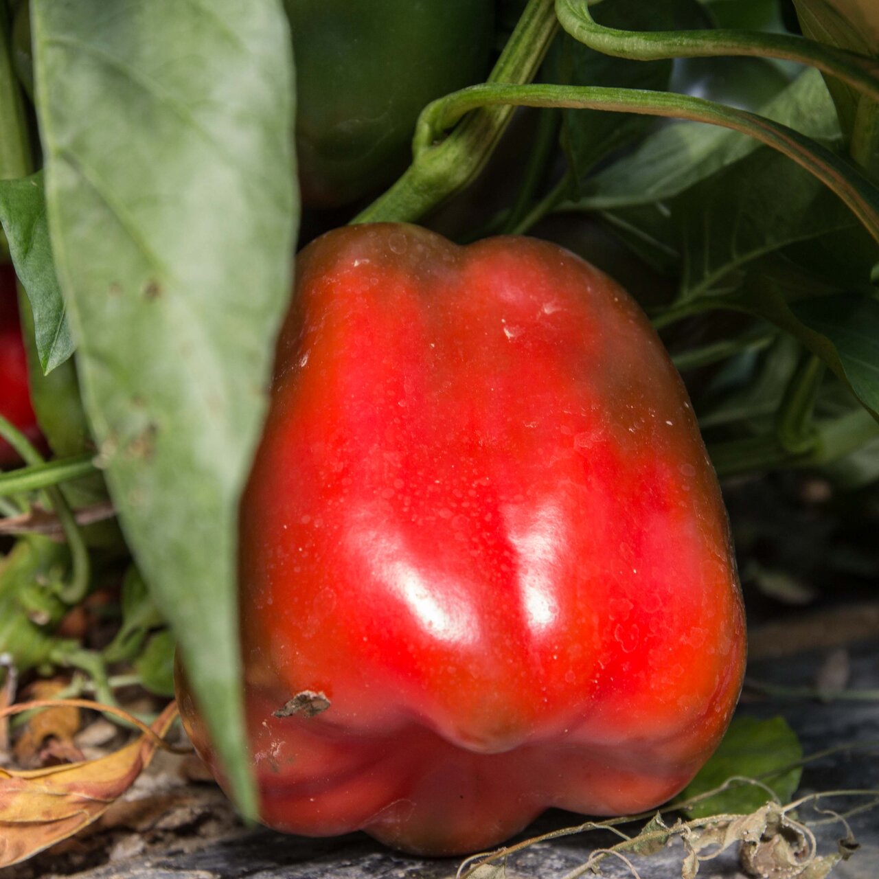 Heirloom Emerald Giant Peppers Organic Seeds