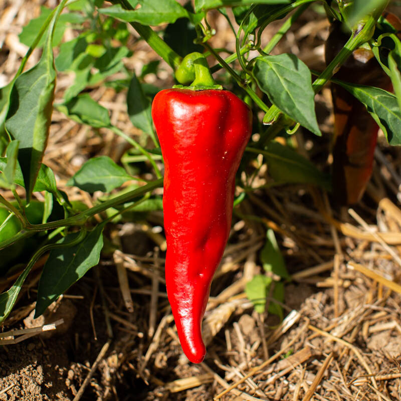 Heirloom Italian Sweet Peppers Organic Seeds