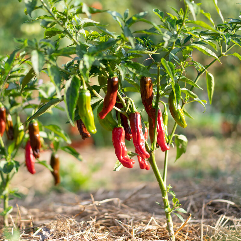 Heirloom Pepperoncini Peppers Organic Seeds