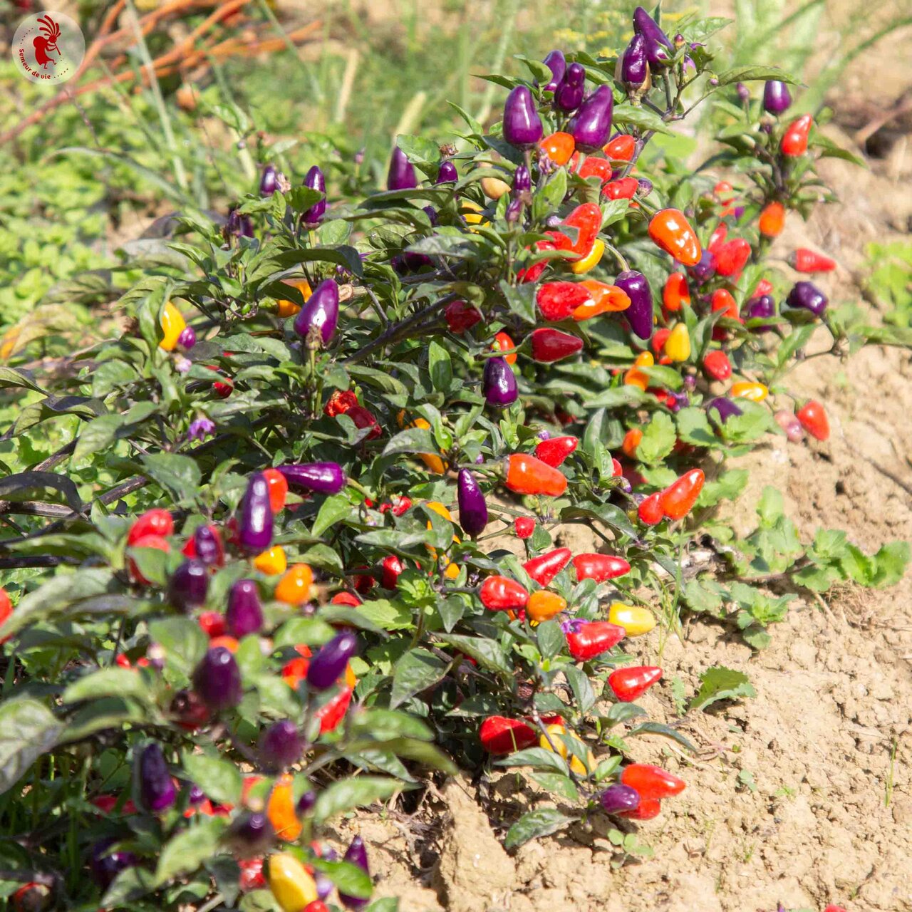 Heirloom Chinese Five Colors Peppers Organic Seeds