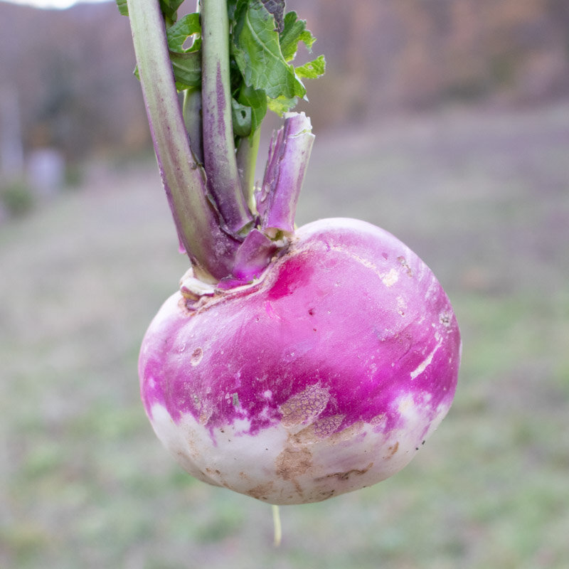 Heirloom Purple Top Milan Turnips Organic Seeds