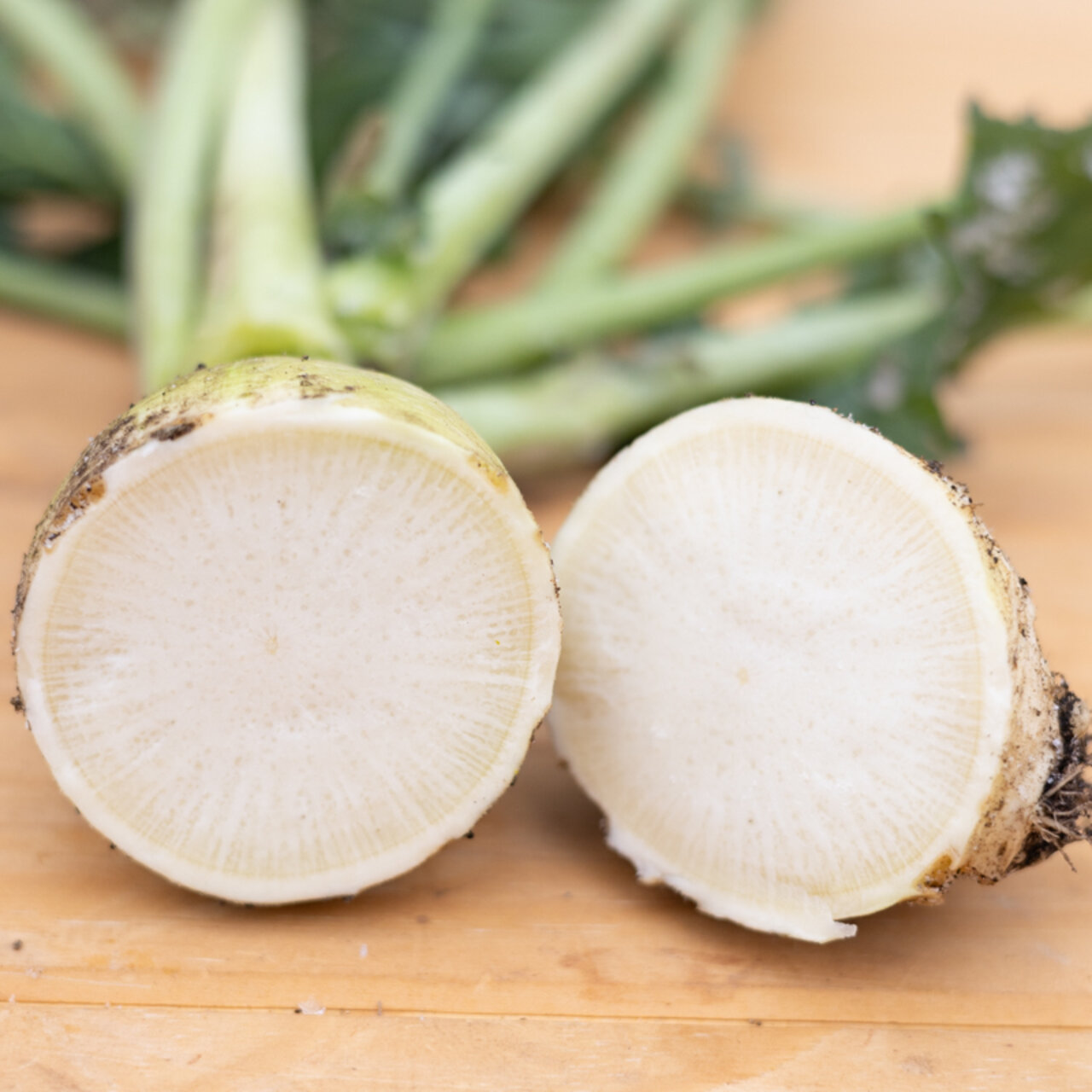 Heirloom Gilfeather Turnips Organic Seeds