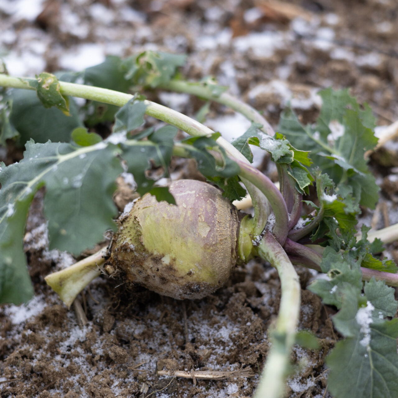 Heirloom Gilfeather Turnips Organic Seeds