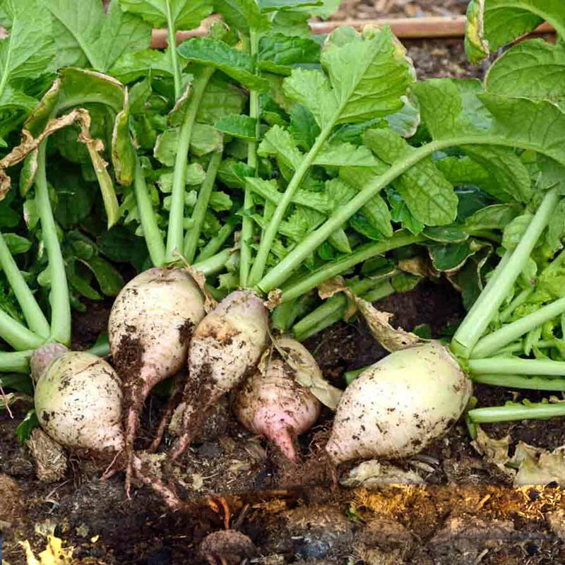 Heirloom Seven Top/Southern Prize Turnips Organic Seeds