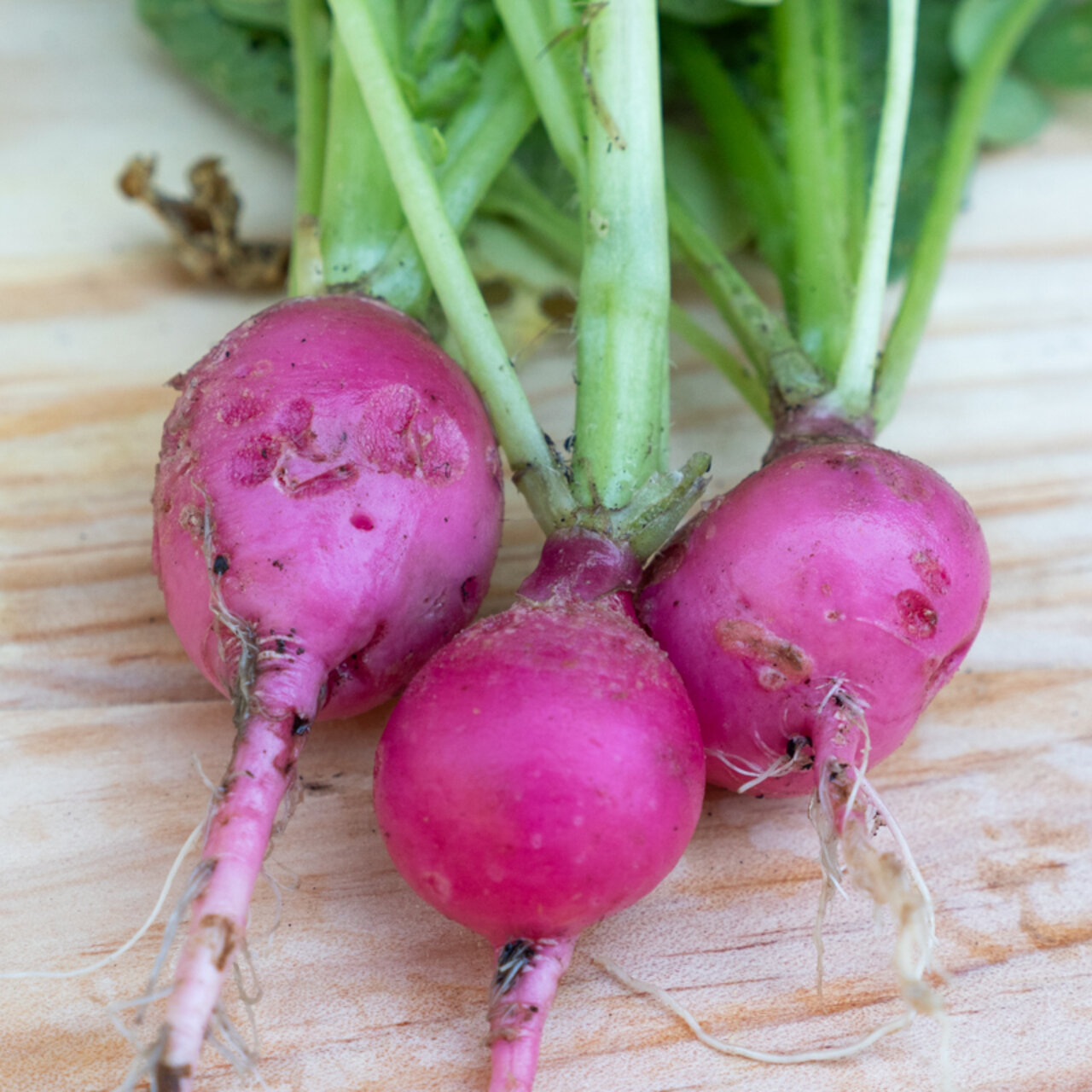 Heirloom Pink Beauty Radish Organic Seeds