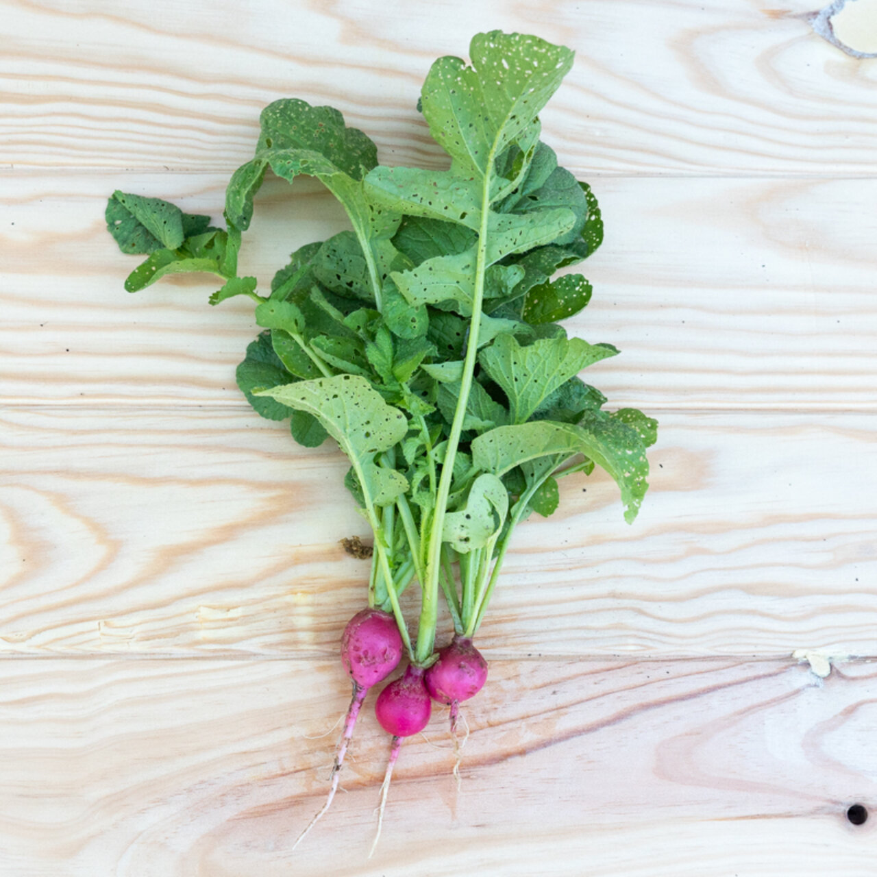Heirloom Pink Beauty Radish Organic Seeds