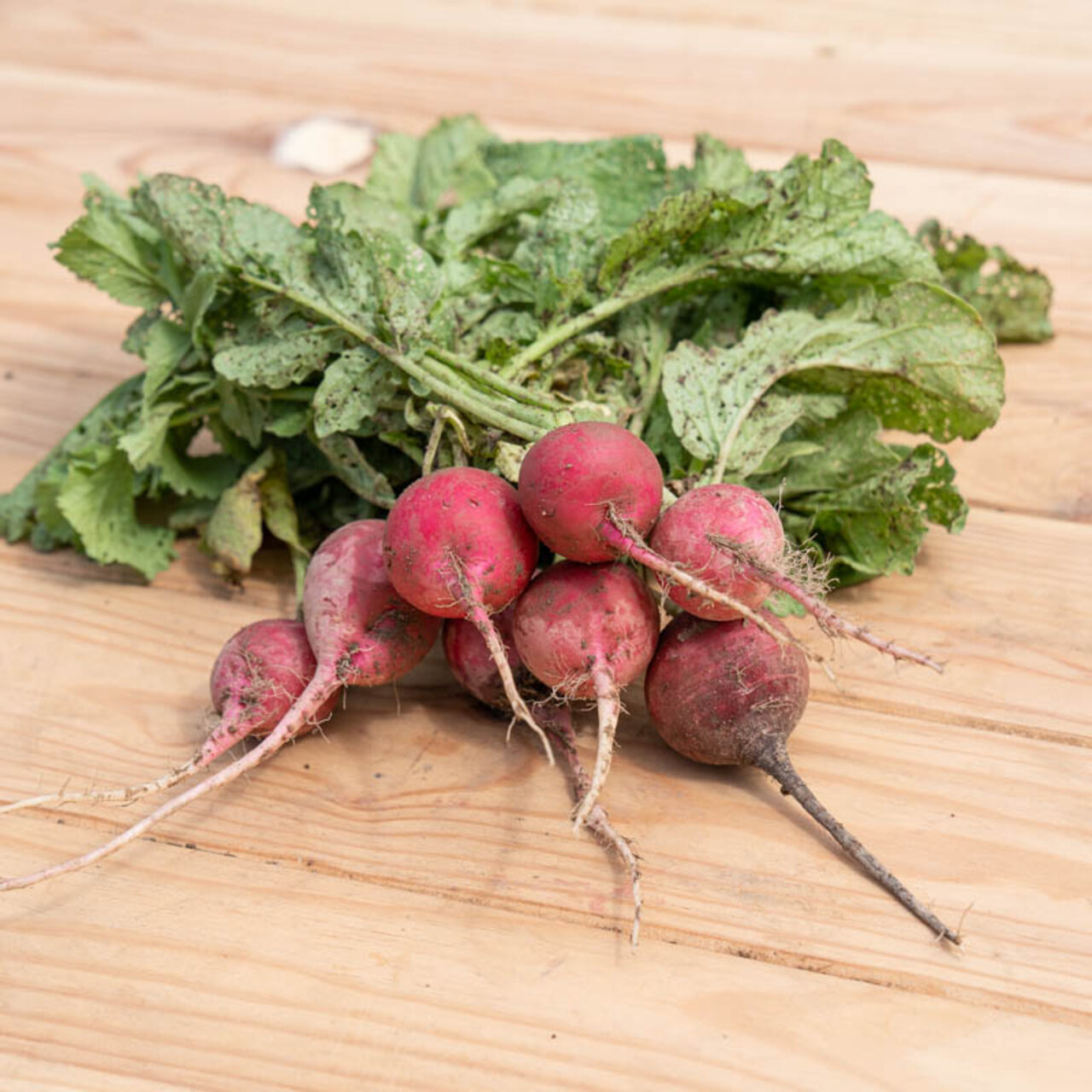 Heirloom German giant Radish Organic Seeds