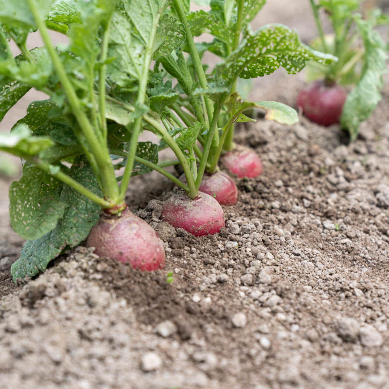 Heirloom German giant Radish Organic Seeds