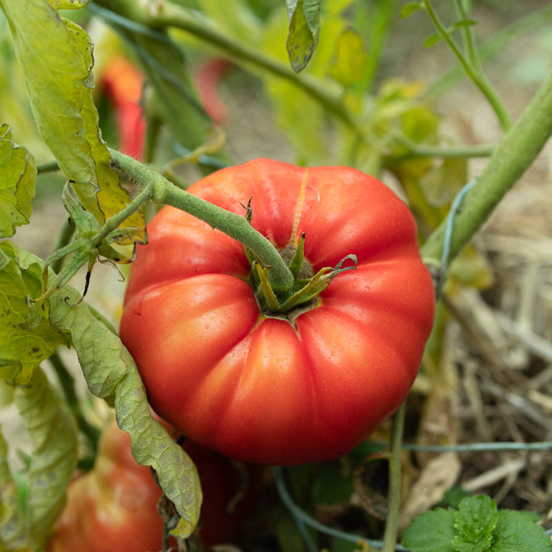 Heirloom Aussie Tomatoes Organic Seeds