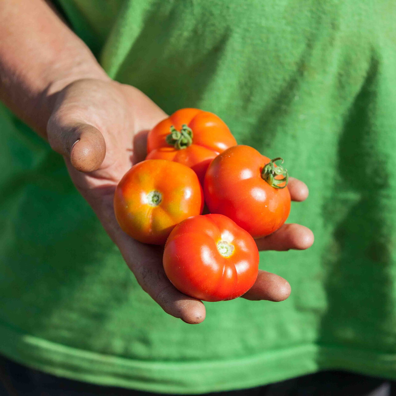 Heirloom Aurora Tomatoes Organic Seeds