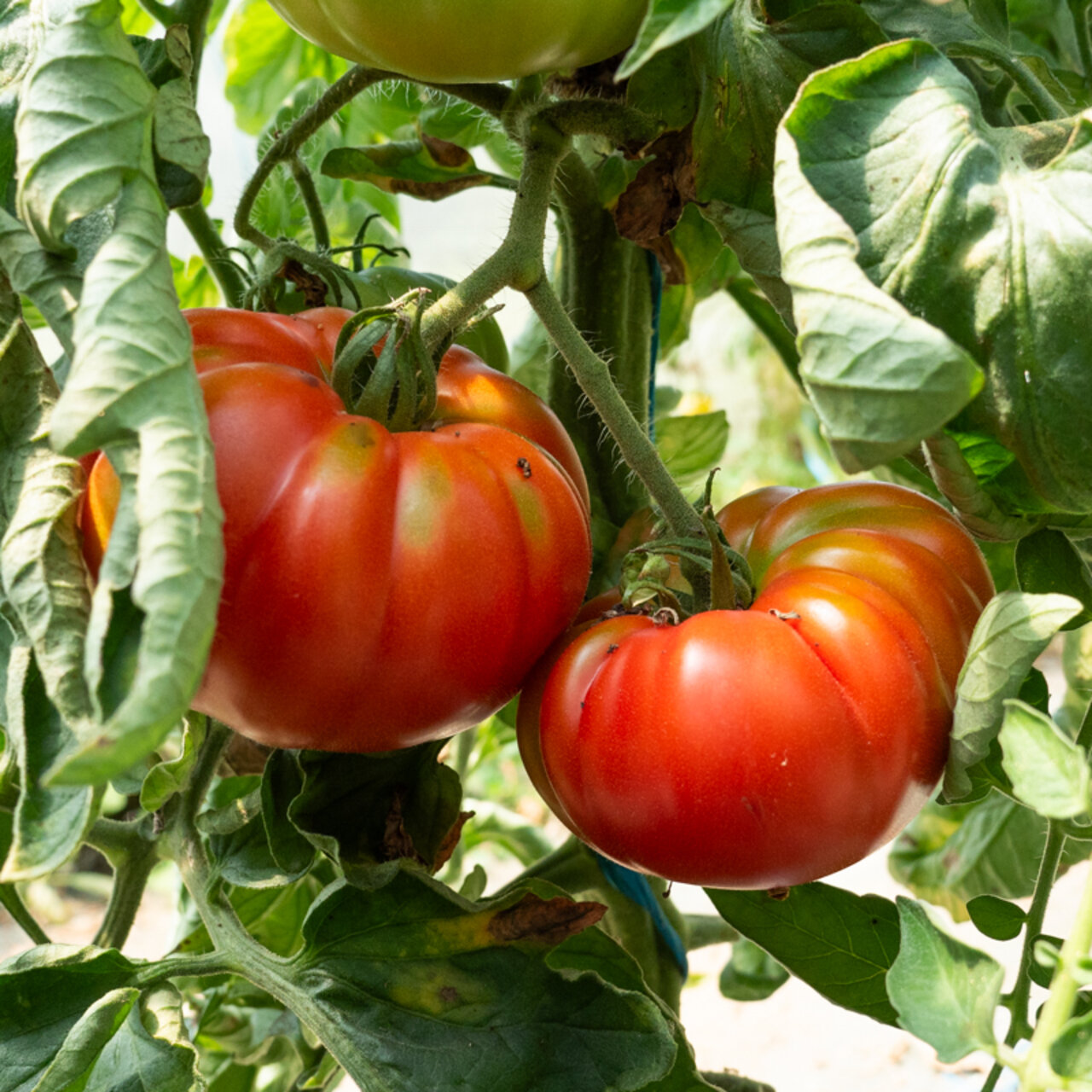 Heirloom Marmande Tomatoes Organic Seeds